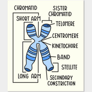 chromsome label