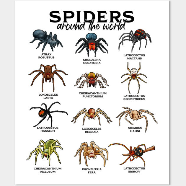 cool spider types