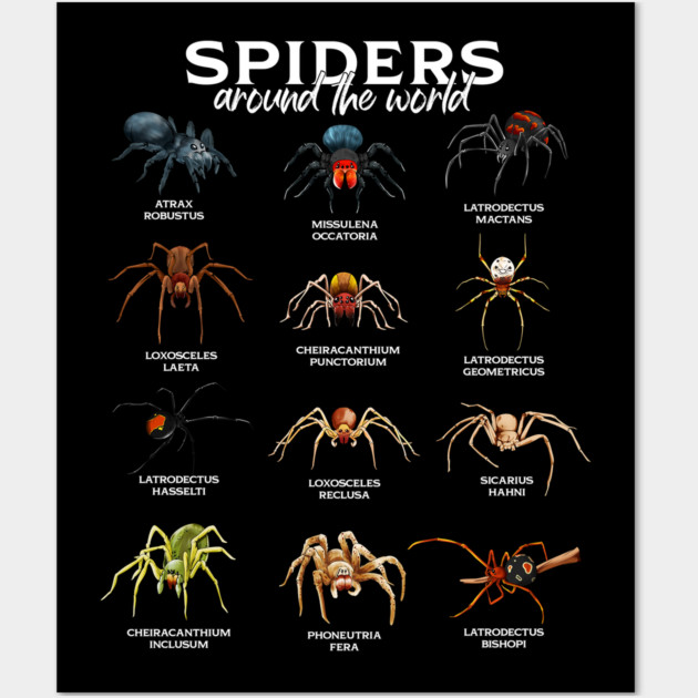 different types spiders