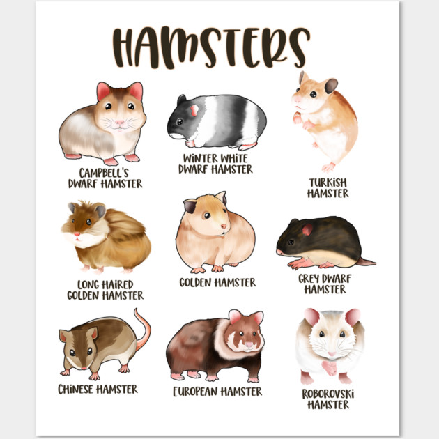 hamster design