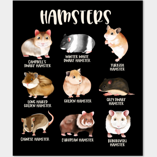 hamster design