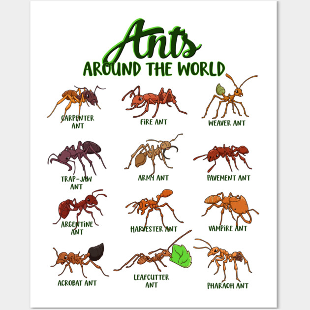 fire ant size chart