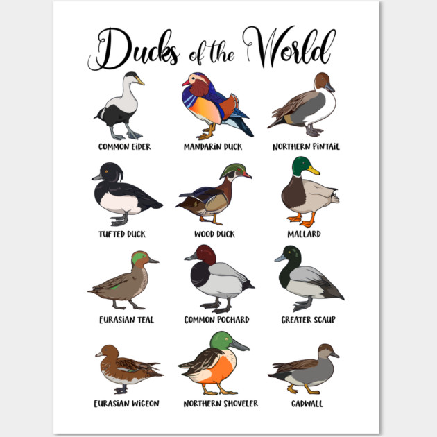 different duck types