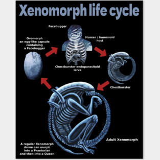 alien queen life cycle