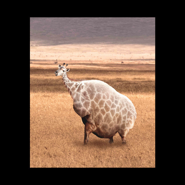 obese giraffe