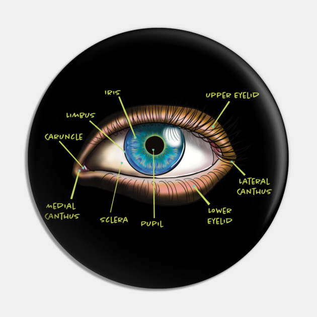 Anatomical Eye Diagram, Illustrates Iris, Limbus, Caruncle, Medial ...