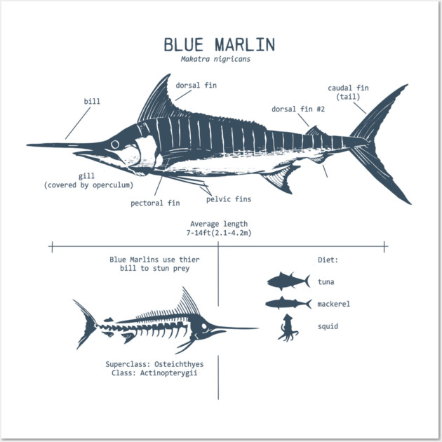 Blue Marlin Ocean Life Art Graphic Aquatic Design - Blue Marlin Art ...