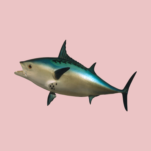 spongebob fish intro