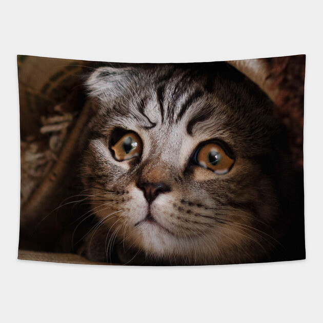 cute cat crying face