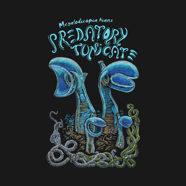 predatory tunicate size