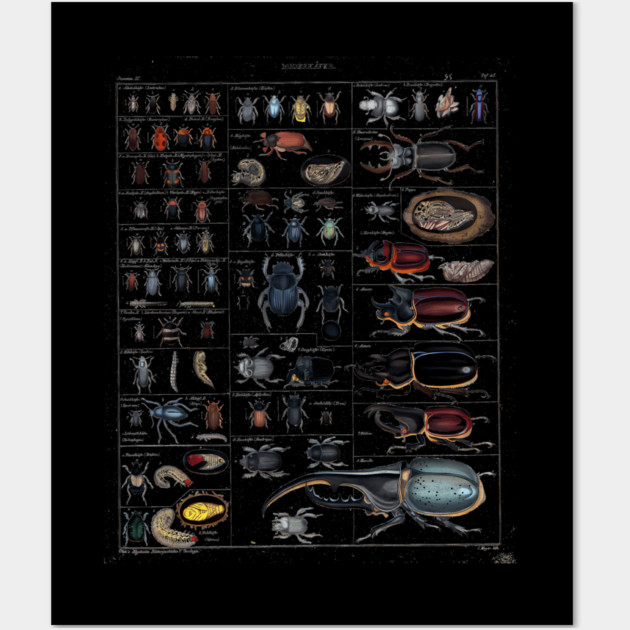 Insects Species Bugs Chart Entomology - Vintage Bugs Chart - Posters ...