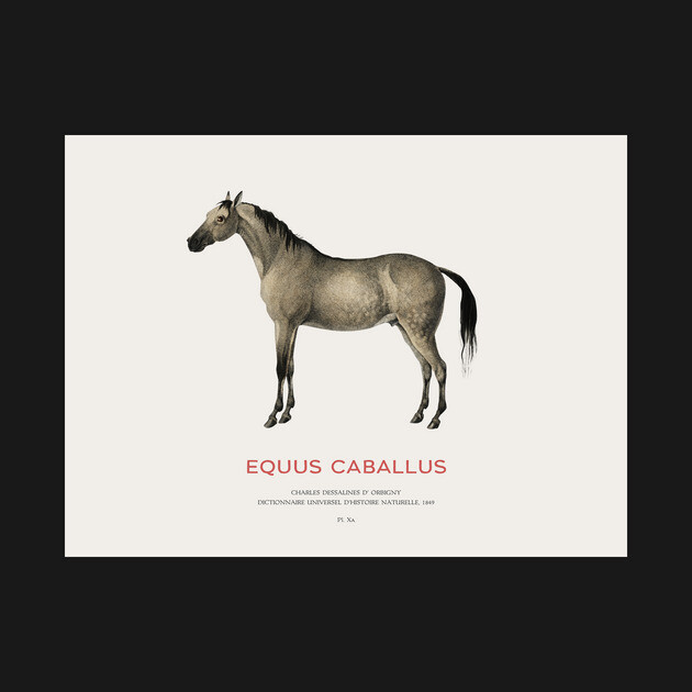 equus caballus