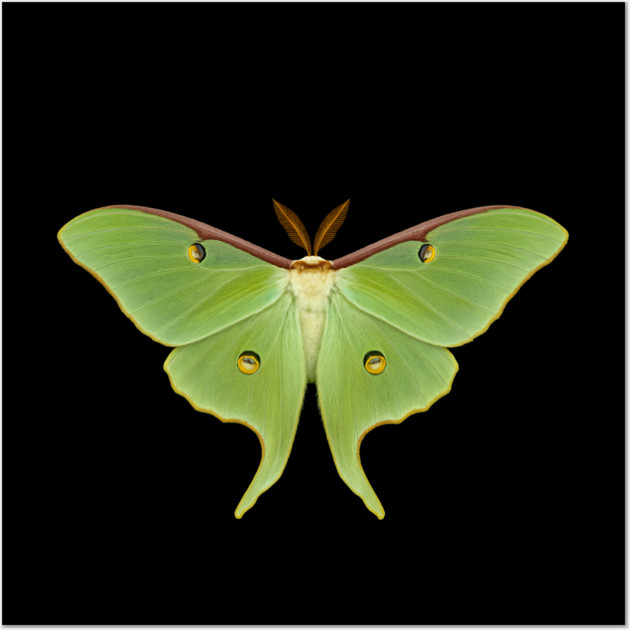 Luna moth. - Insects - Posters and Art Prints | TeePublic