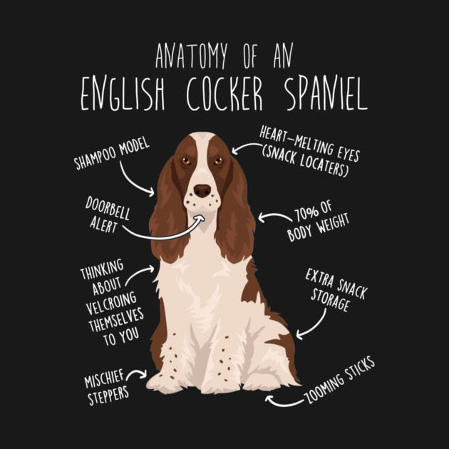 Liver and White English Cocker Spaniel Dog Anatomy - Cocker Spaniel - T ...