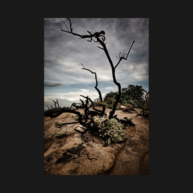 Charred tree dominating the sky of Kawah Ijen - Kawah Ijen Volcano Java ...
