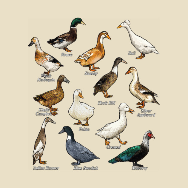 Duck Breeds Chart Indian Runner Pekin Muscovy Farmer - Duck - T-Shirt ...